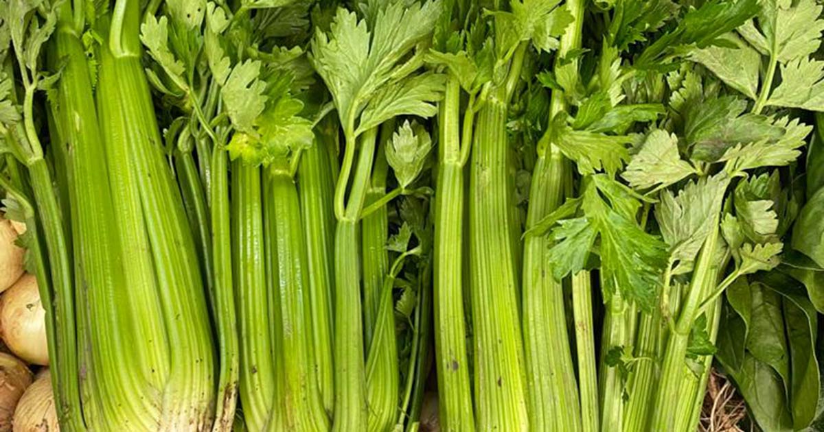 Apio - Unidad - Domicilios de frutas y verduras en toda Bogotá