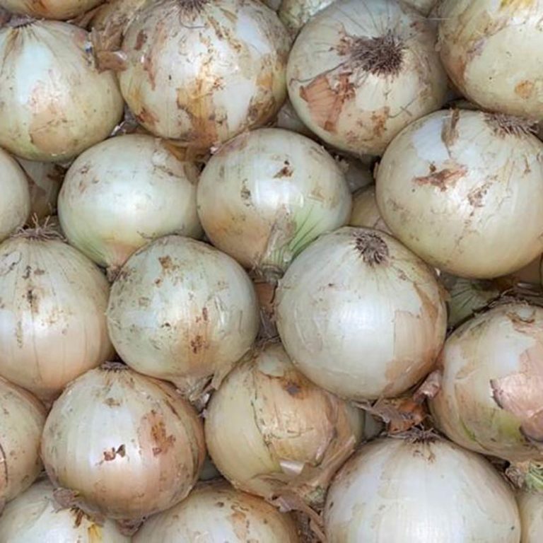 Cebolla cabezona blanca – 1 Lb