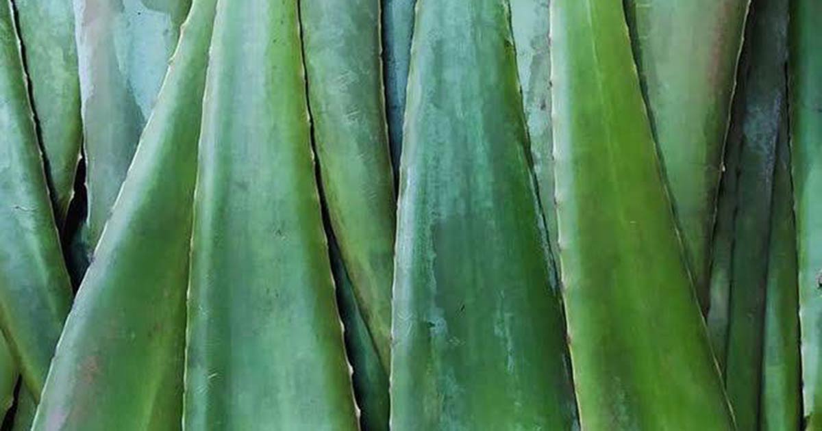 Hoja de sábila - Domicilios de frutas y verduras en toda bogotá