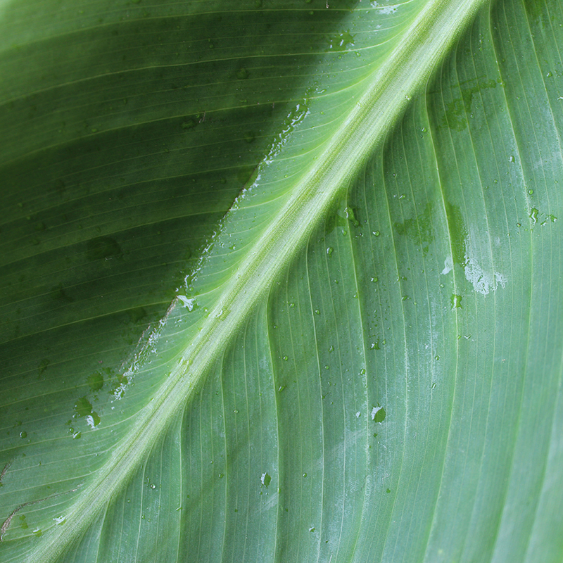 Hoja de bijao para tamales x 12 - Domicilios de frutas y verduras
