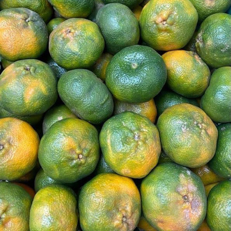 Mandarina Arrayana - Domicilios en toda Bogotá - Plazamercado.co
