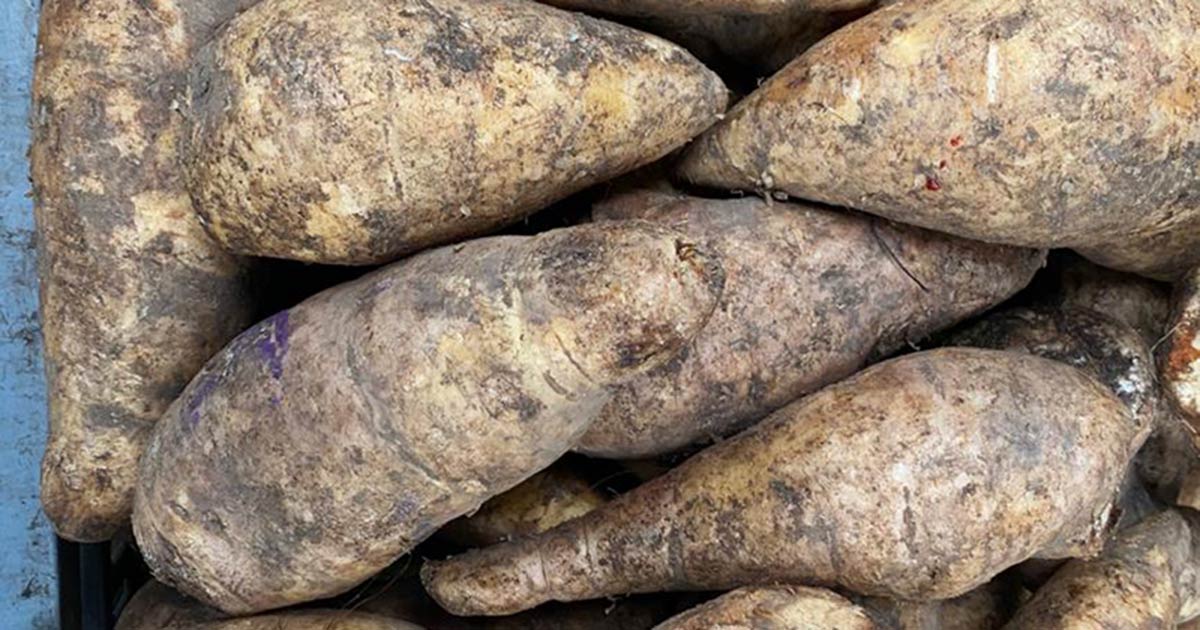 Arracacha - Plaza de Paloquemao - Domicilio entrega en 2 a 3 horas