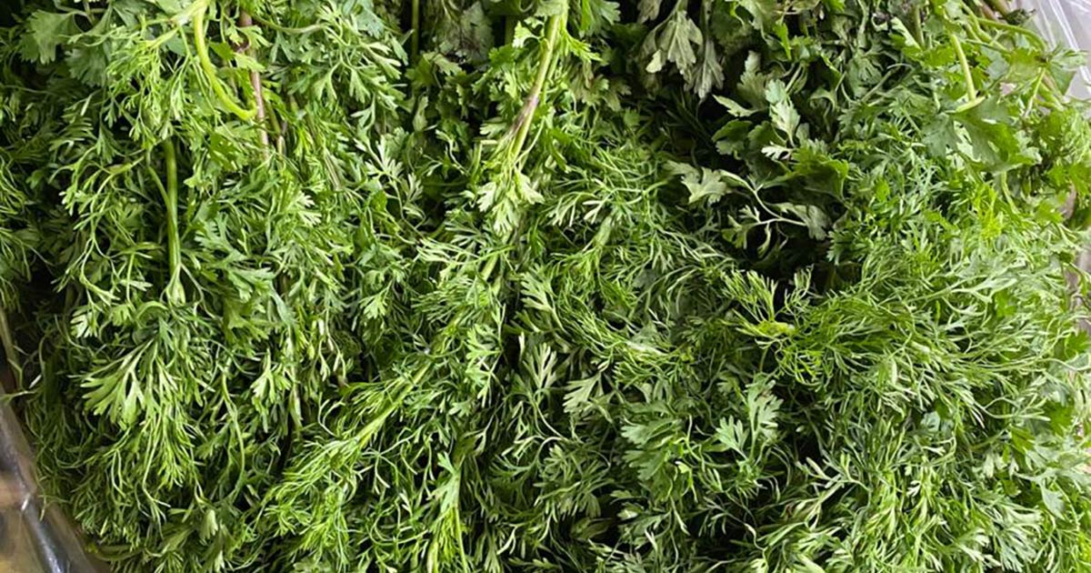 Cilantro - Domicilios de frutas y verduras en toda bogotá