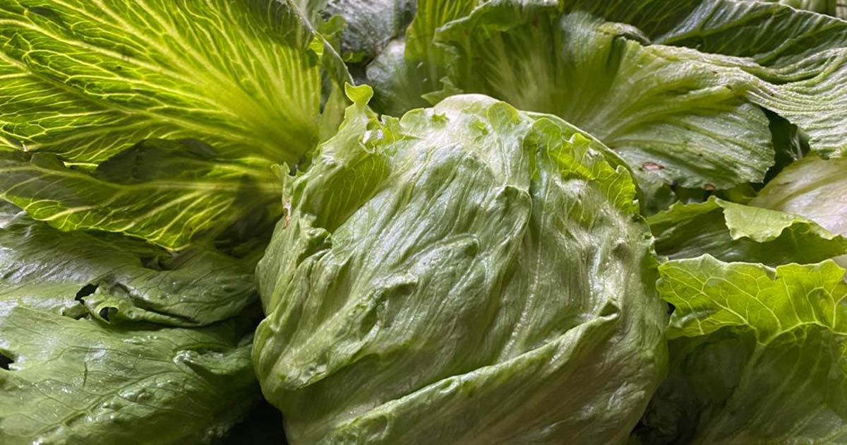 Lechuga batavia - Domicilios en toda Bogotá - Plazamercado.co
