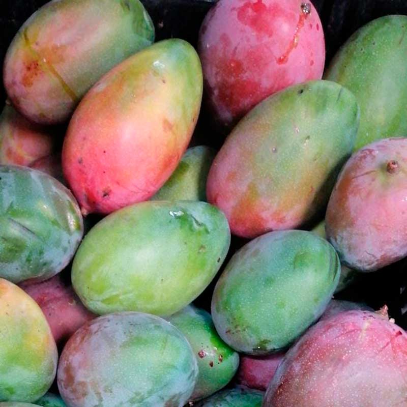 Domicilios - Plaza de mercado de Paloquemao - Frutas y verduras frescas