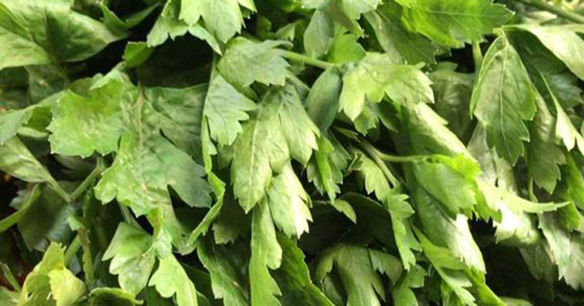 Perejil - Domicilios de frutas y verduras en toda bogotá