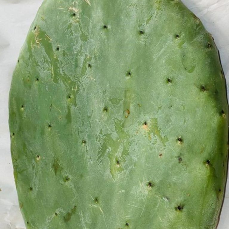 Hoja de Nopal - Domicilios de frutas y verduras en toda Bogotá