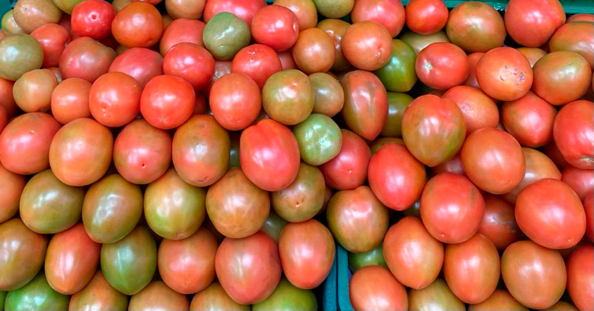 Tomate chonto - Lb - Domicilios en toda Bogotá - PlazaMercado.co