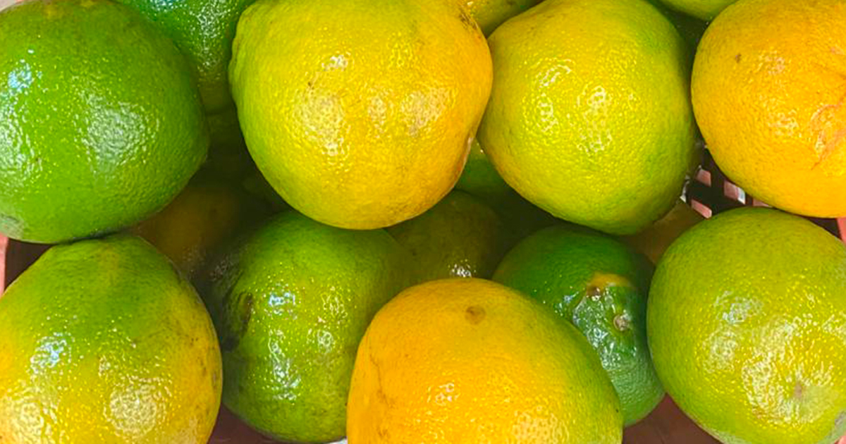 Naranja tangelo - Domicilios en toda Bogotá - PlazaMercado.co