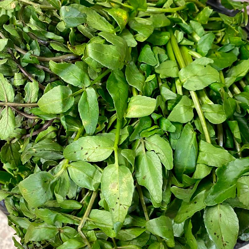 Berro - Domicilios en toda Bogotá - Plazamercado.co